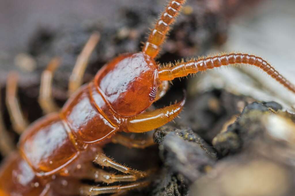 Centipedes-Pest Asset-Pest Control